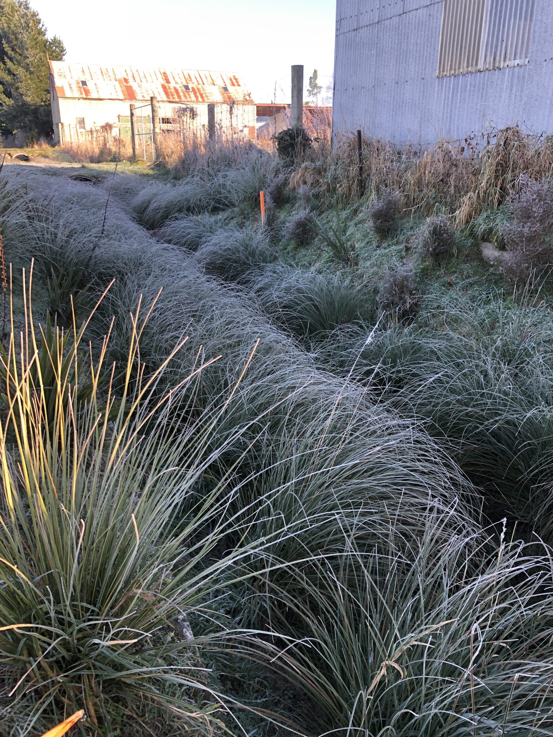 Reforest Northern Southland - A Native Tree Reforestation Project